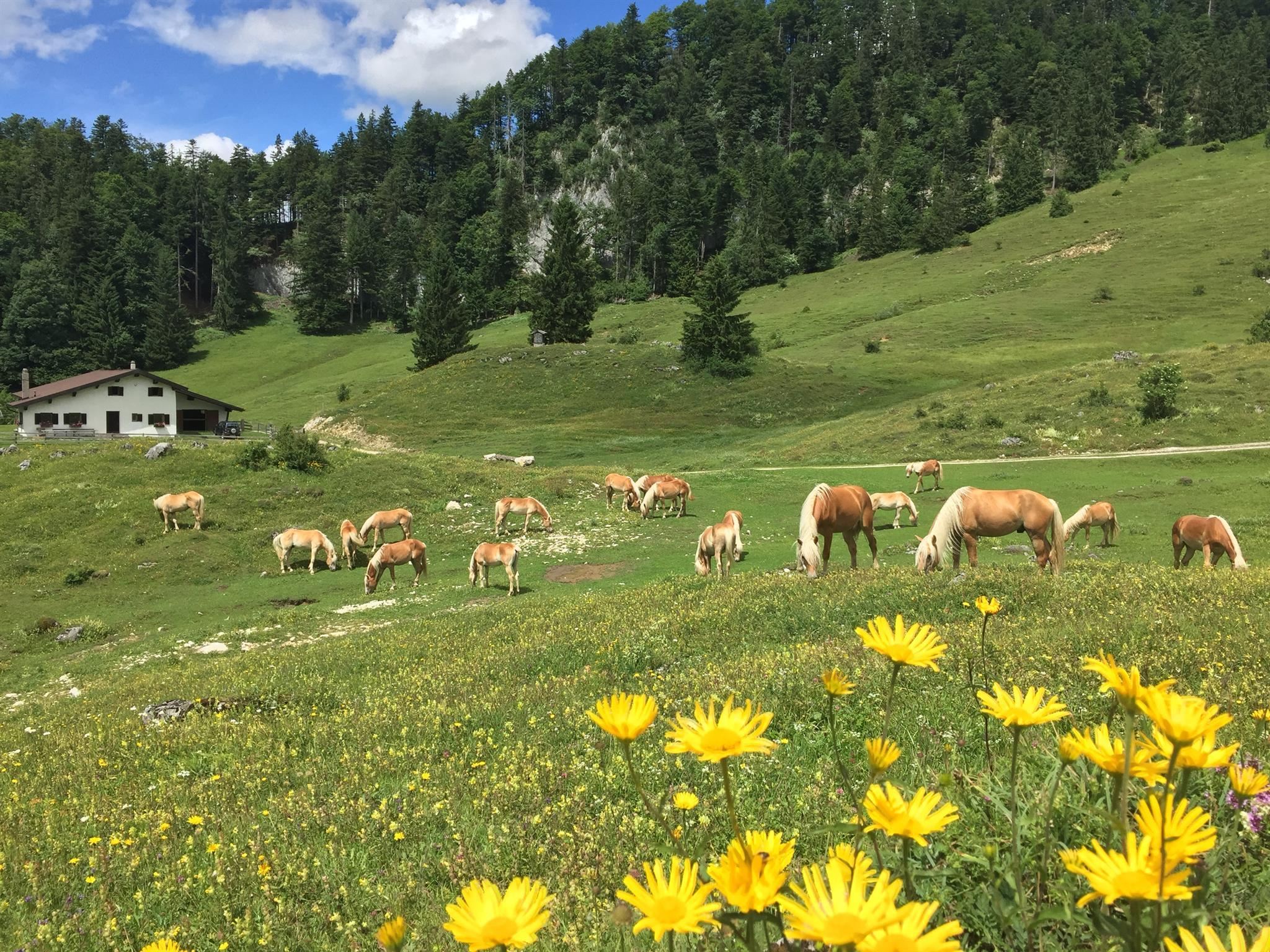 Visit the haflinger stallions on the alm