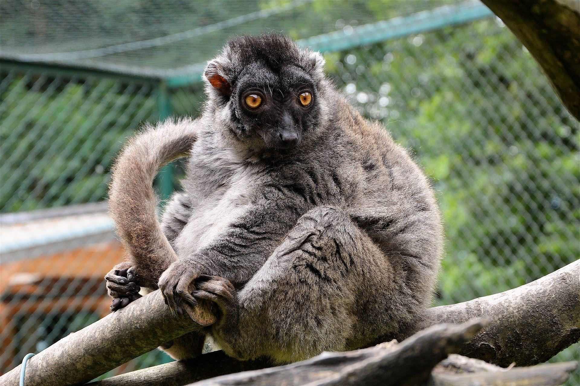 Rare species zoo Ebbs in Ebbs